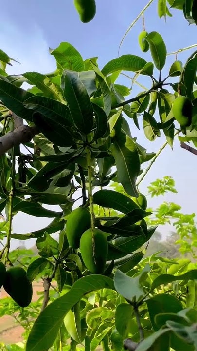 %E0%A4%86%E0%A4%AE %E2%80%A6 %F0%9F%A5%AD %23nature %23aam %23%E0%A4%86 ...