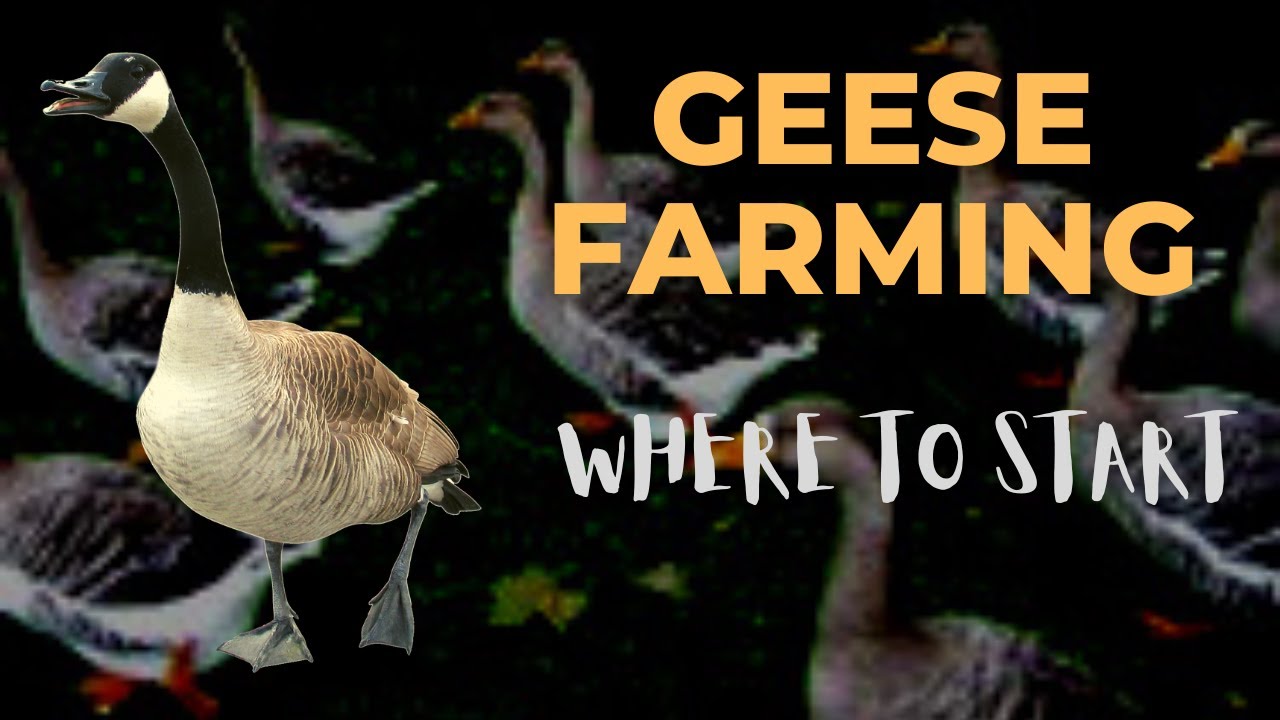 Geese Farming Where To Start - YouTube