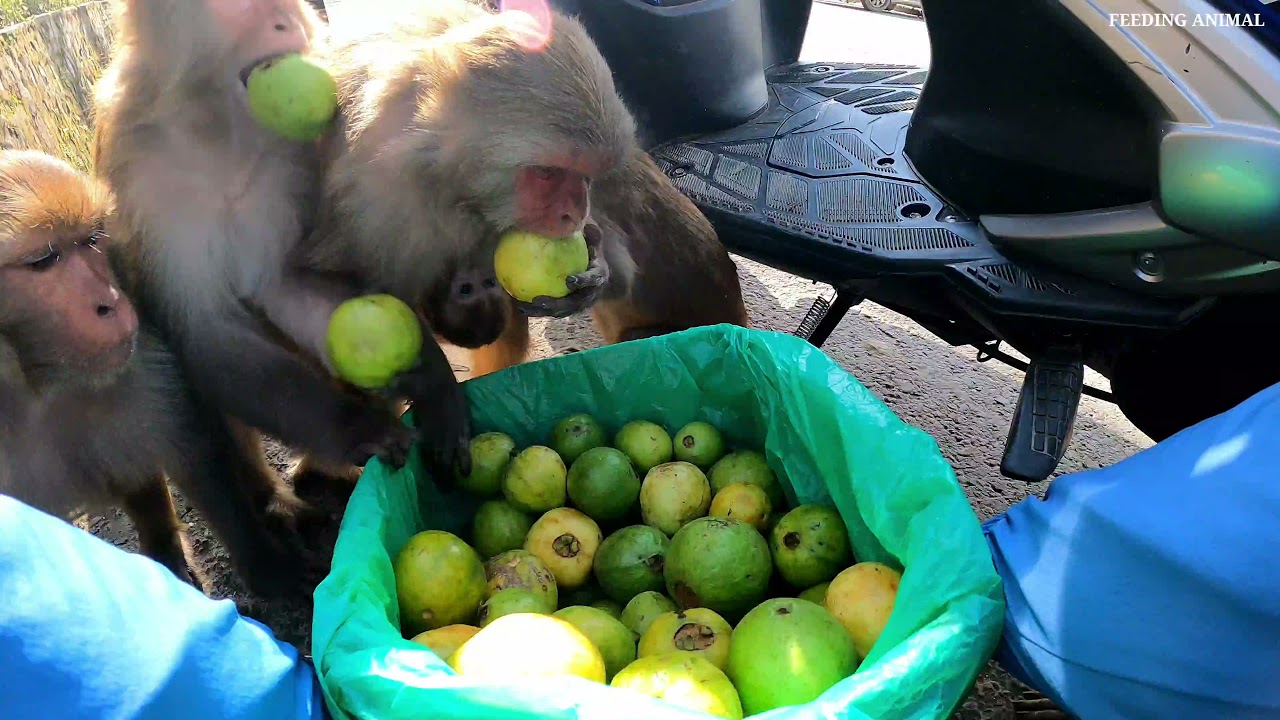 monkey like to eat guava || feeding guava to the wild monkey || monkey ...