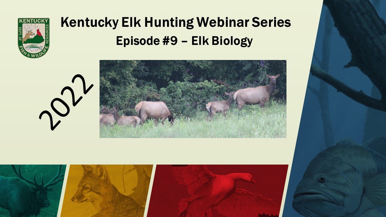2022 Kentucky Elk Hunting Webinar Series – Elk Biology - YouTube