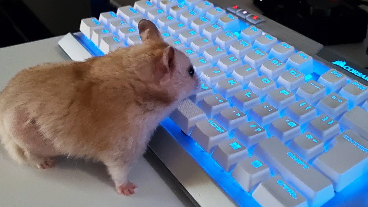 My Hamster is a Gamer - YouTube