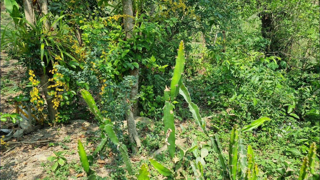 Un Manjar En La Huasteca! Así Preparamos Los "Jacubes O Crucetas" Y ...