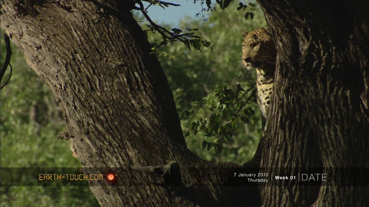 Animal altercation! Angry monkeys chase off a leopard - YouTube