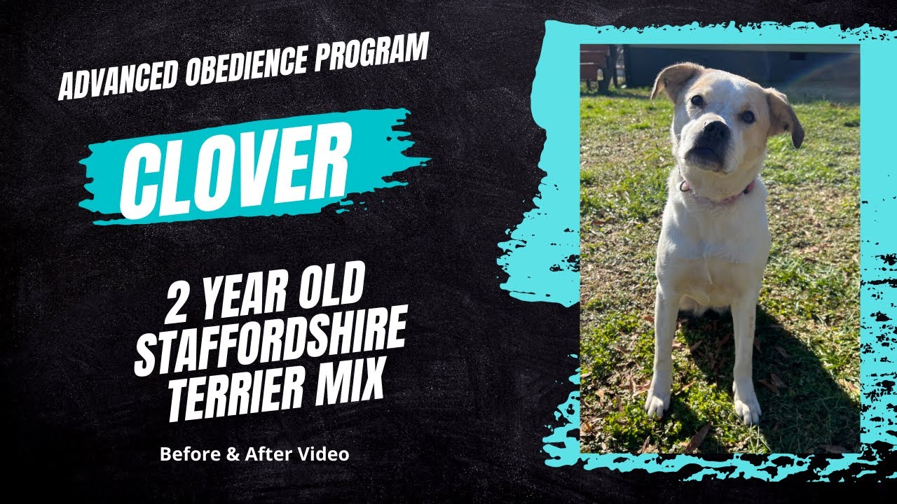 Clover’s Training Journey | Advanced Obedience | OverWatch K9 Academy ...