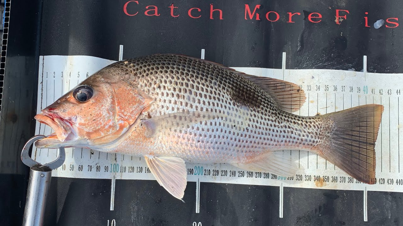 Fingermark !!! Fishing North Queensland !! Haughton river !! Feeding my ...