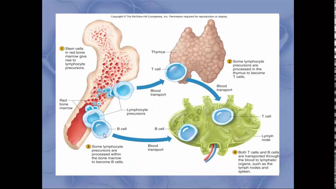 Lymphatic System and Immunity - YouTube
