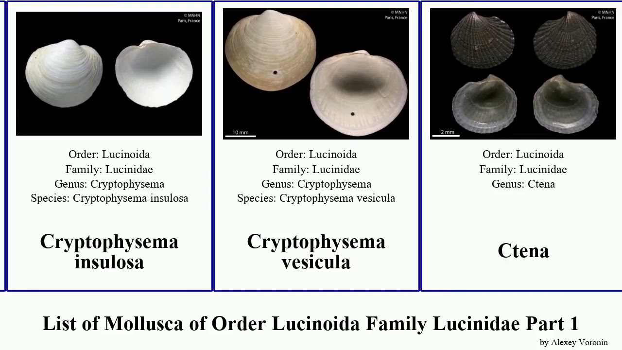 List of Mollusca of Order Lucinoida Family Lucinidae Part 1 ctena ...