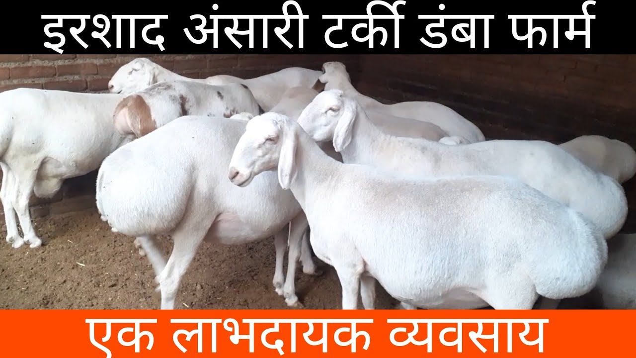 Irshad ansari turkey dumba farm || best quality turkey dumba - YouTube