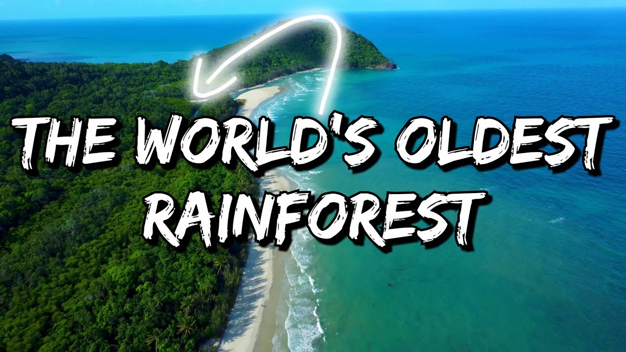 Cape Tribulation & The Daintree Rainforest 2023! - Featuring David ...