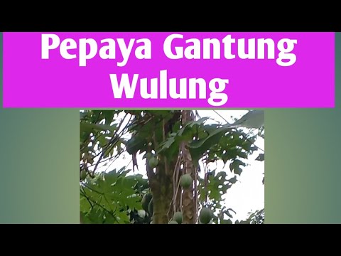 Pepaya gantung ungu#pepaya