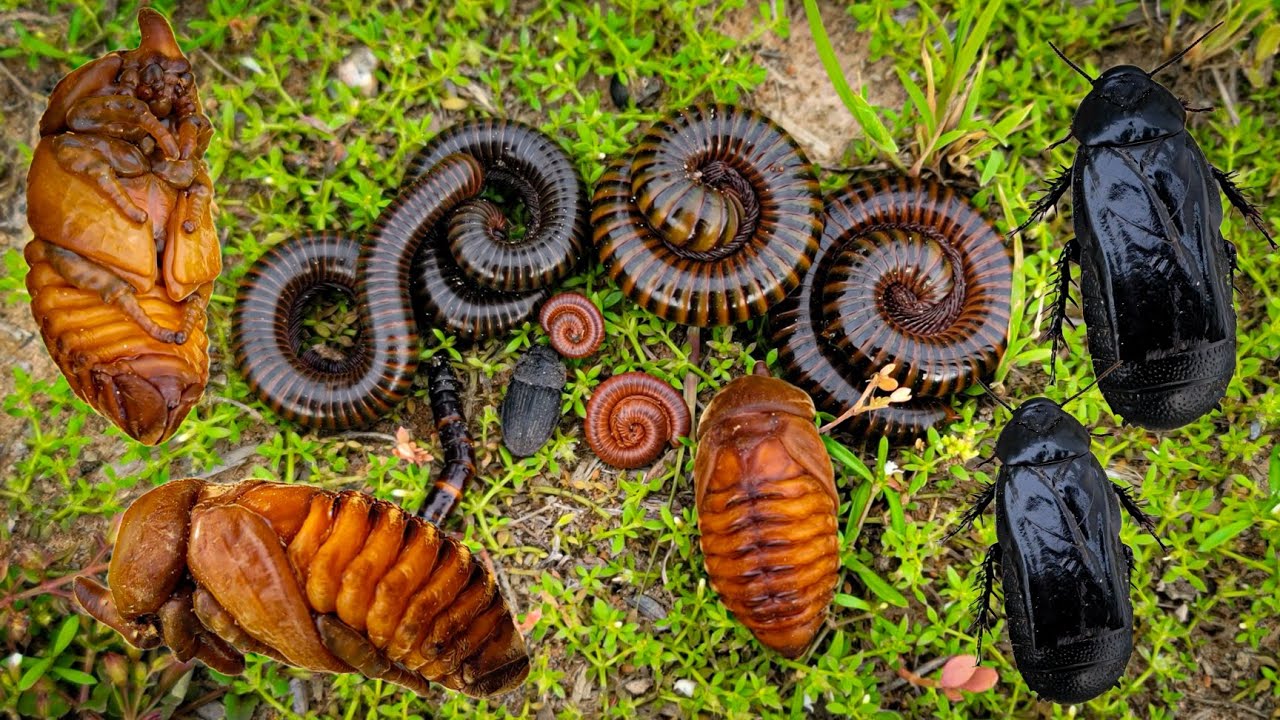 Looking Insects Under Wood Meet Centipede , Millipede, Pupa, Black ...