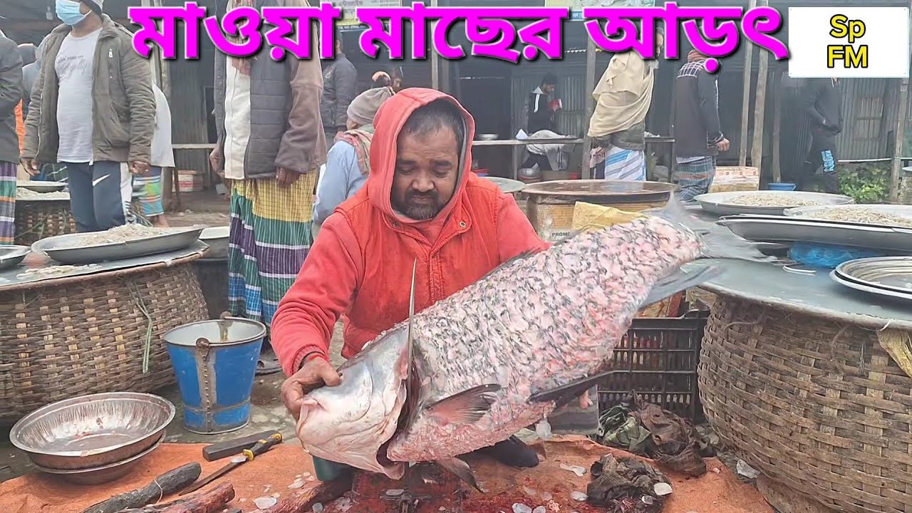 পদ্মা নদীর ২০ কেজি কাতল মাছটি কাটতে গিয়ে হাঁপিয়ে গেল । মাওয়া মাছের ...
