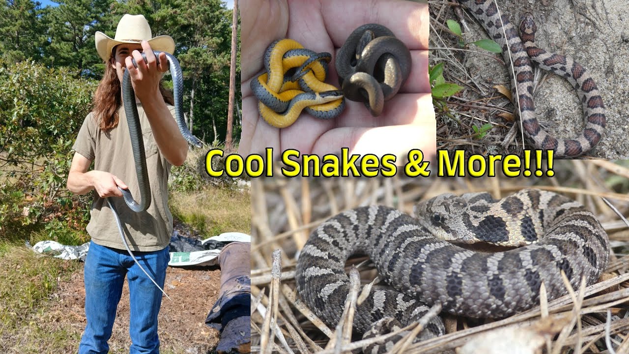 Fantastic Snake Finds & My Most Memorable Herping Day In 2025!! - YouTube