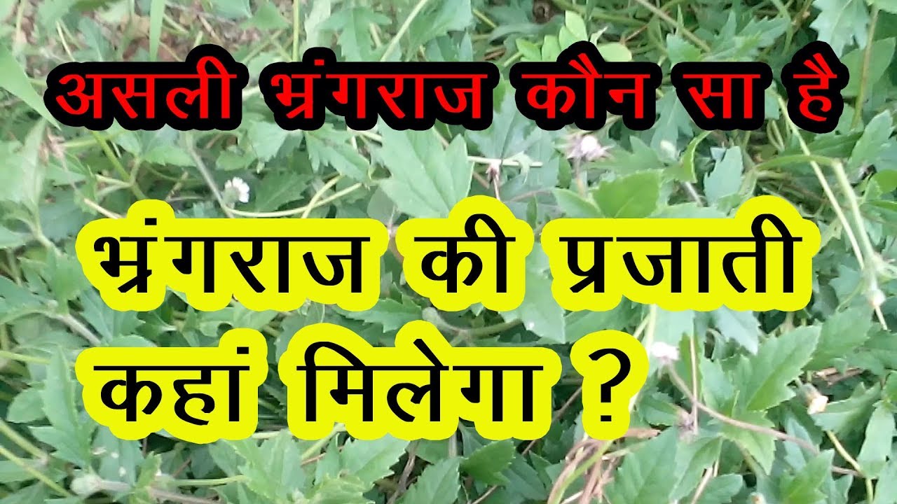 bhringraj plant, Bhringraj ke Fayde in hindi, भृंगराज का पौधा ...