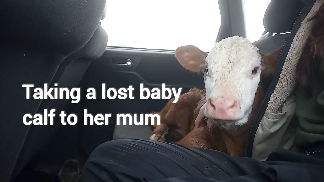 Cow Rescue Mission! Calf Takes a Ride In The Farm Car🐮 Helping a Lost ...