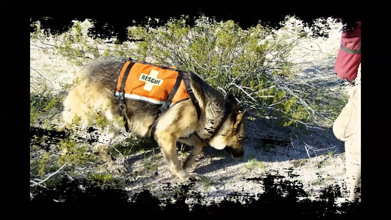 Dog Trainer College - Cadaver Detection course - YouTube