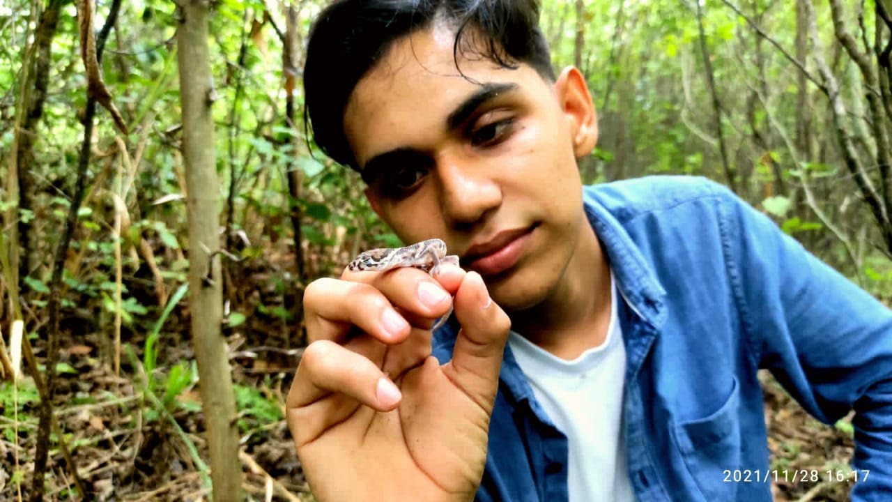 Perrozompopo o gecko bandeado (Coleonyx mitratus) 🦎¿sera venenozo ...