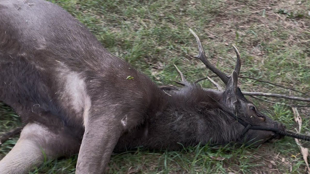 Mixture of short Sambar Deer drags - YouTube