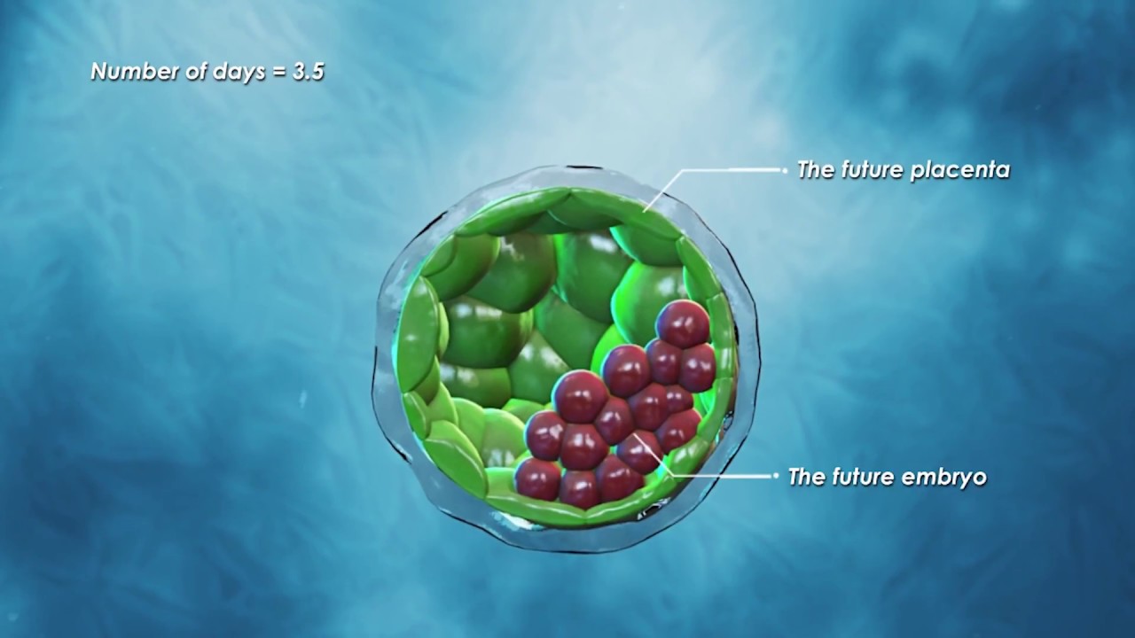 Nicolas Rivron laboratory_The blastoid project - YouTube