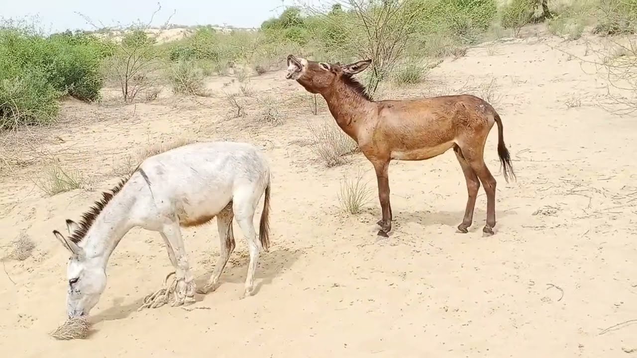 Wild Romance: Desert Donkey Mating Season - YouTube