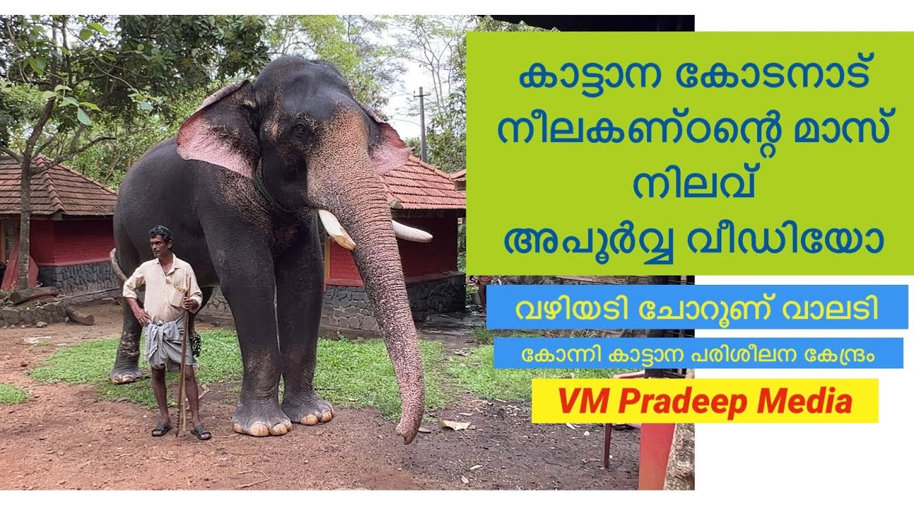 Kodanadu Neelakandan അപൂർവ്വ വീഡിയോ നിലവ് ചോറൂണ് വഴിയടി വാലടി konni ...