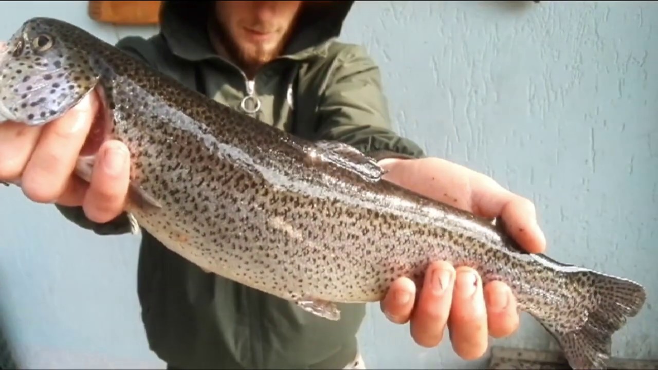 Il segreto per la pesca alle trote in laghetto - YouTube