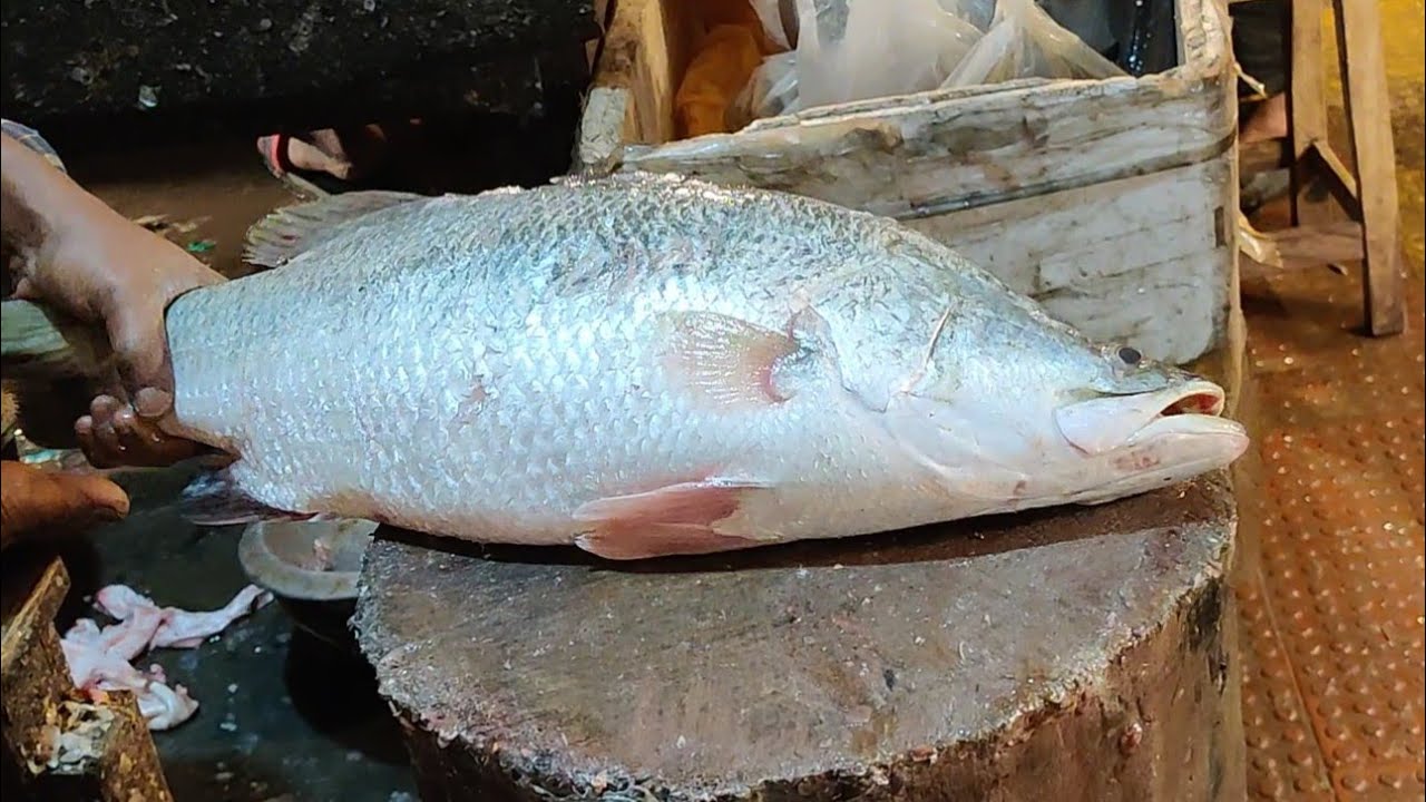 Amazing koral fish cutting skills in Bangladesh fish market। - YouTube