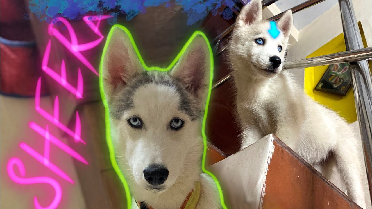 Husky puppy SHEERA’s 1st birthday video - YouTube