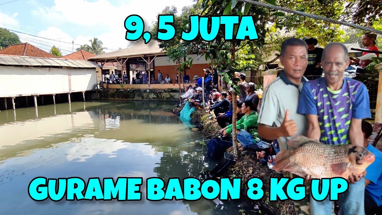 Mancing borongan gurame babon 8 kg up‼️senar banyak yang putus | 9,5 juta 10 peserta - YouTube