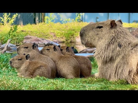 Why I Farm Capybaras for Meat 