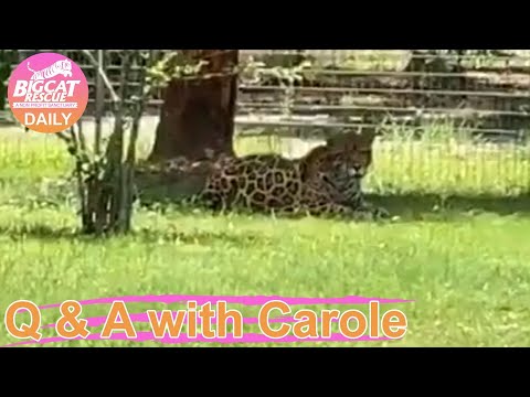 NEW FunCation LIVE Web Cam! 06 20 2020