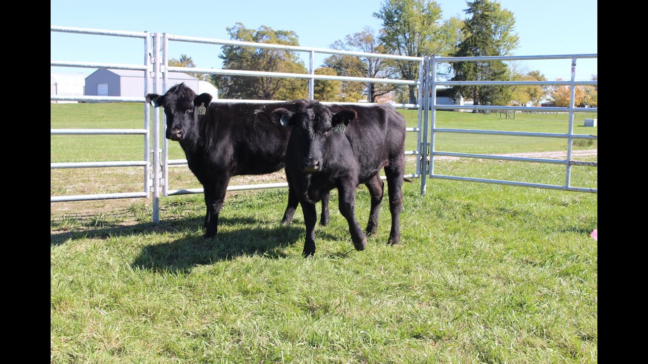 One Registered Angus Bred Heifer Tag #2323 (#1683 has been pulled ...