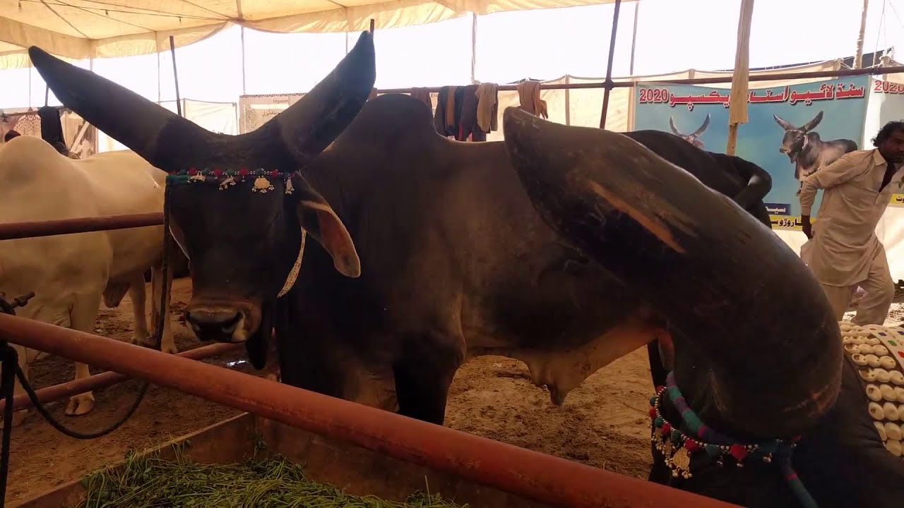 Bull || Kankrej Bull Beautiful Bull || Big Bull | Kankrej Cows | Young ...