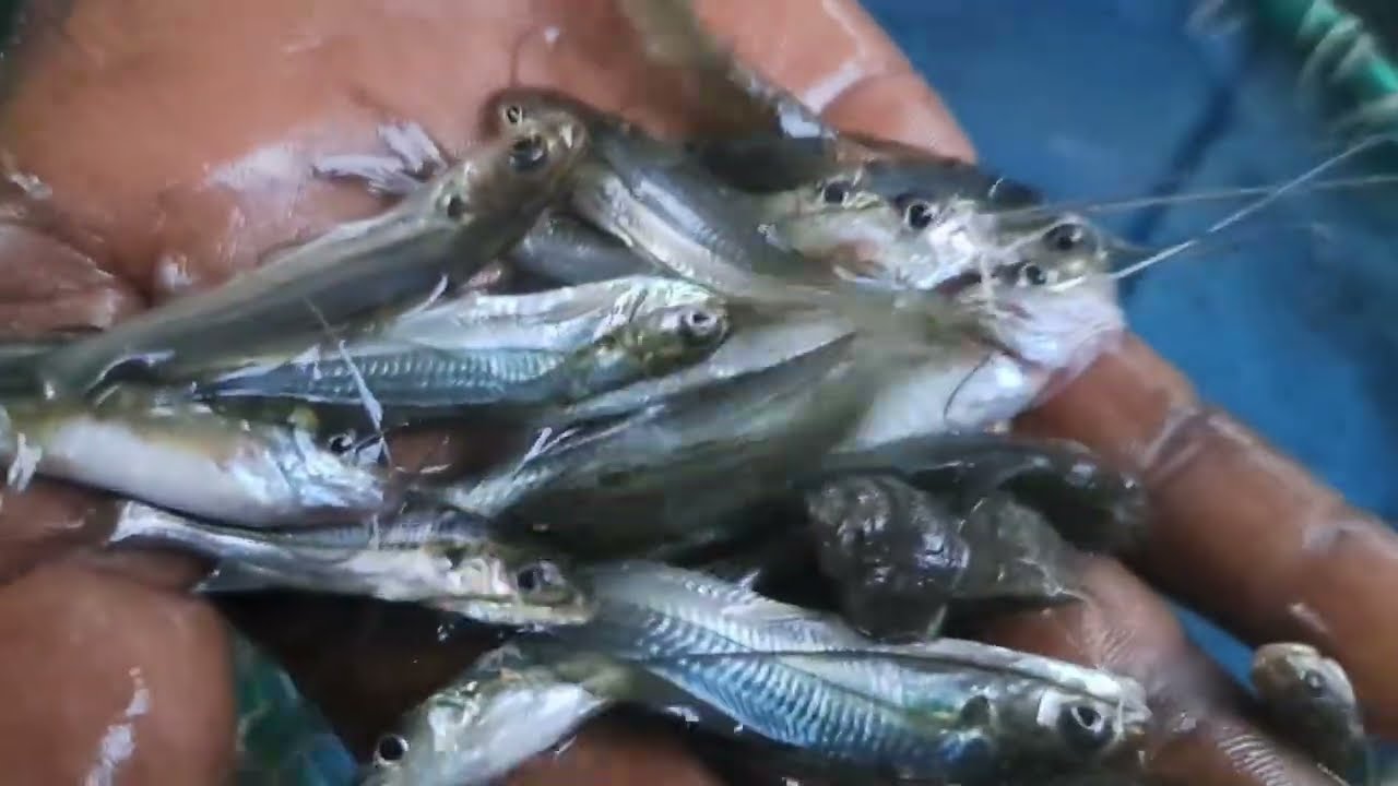 বড় সাইজের গুলশা মাছের পোনা। Gulsha Fish Seeds in Bangladesh. ☎ ...