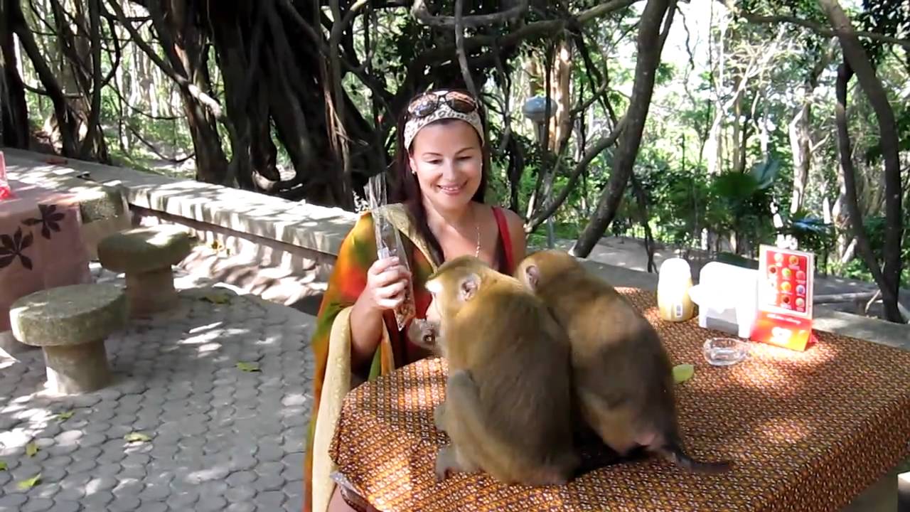 Monkey Nuts III. Feeding time for the monkey's in Phuket - YouTube