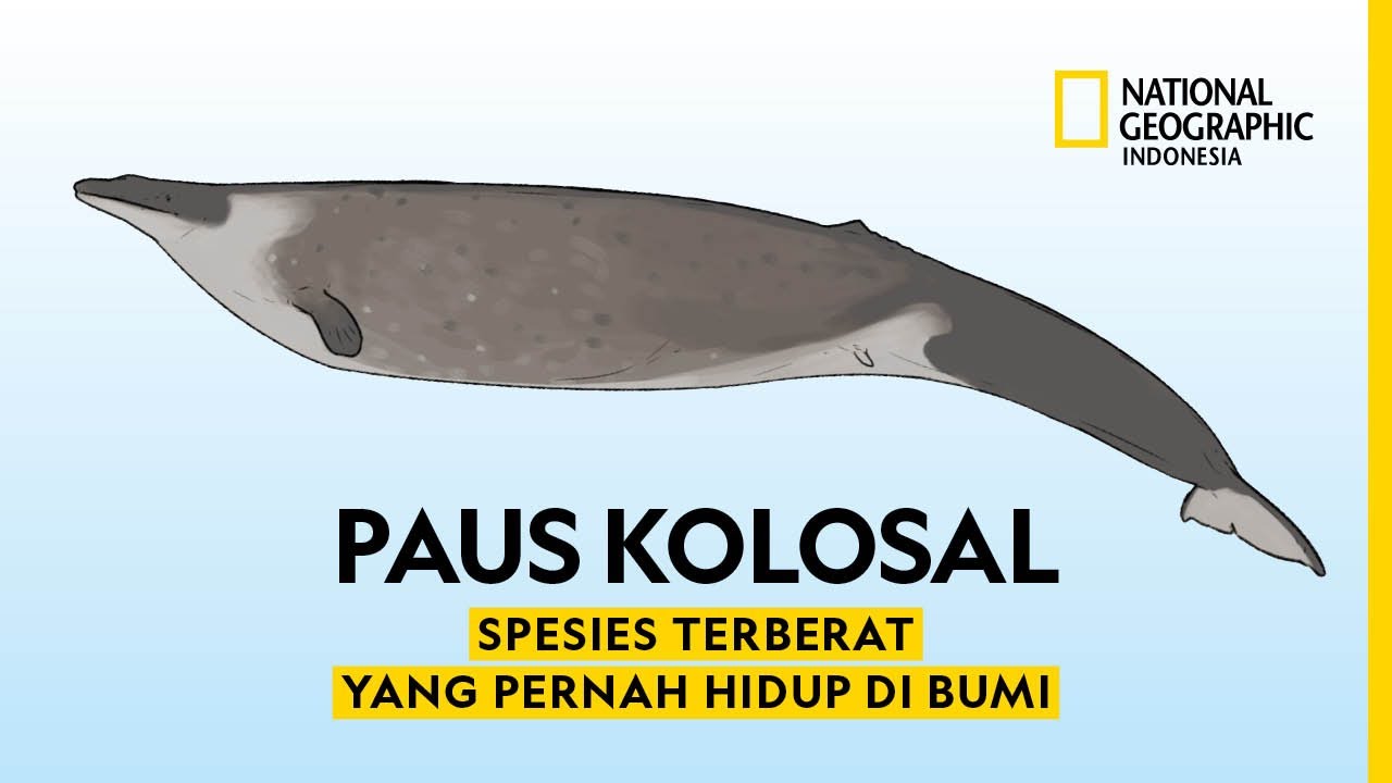 Paus Kolosal, Hewan Terberat yang Pernah Hidup di Bumi - National ...