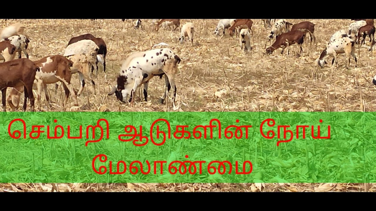 மேய்ச்சல் முறை ஆடு வளர்ப்பு | செம்பரி ஆடு நோய் மேலாண்மை | வாய் காணம் ...