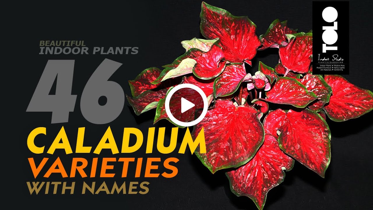 Caladium Varieties names - YouTube