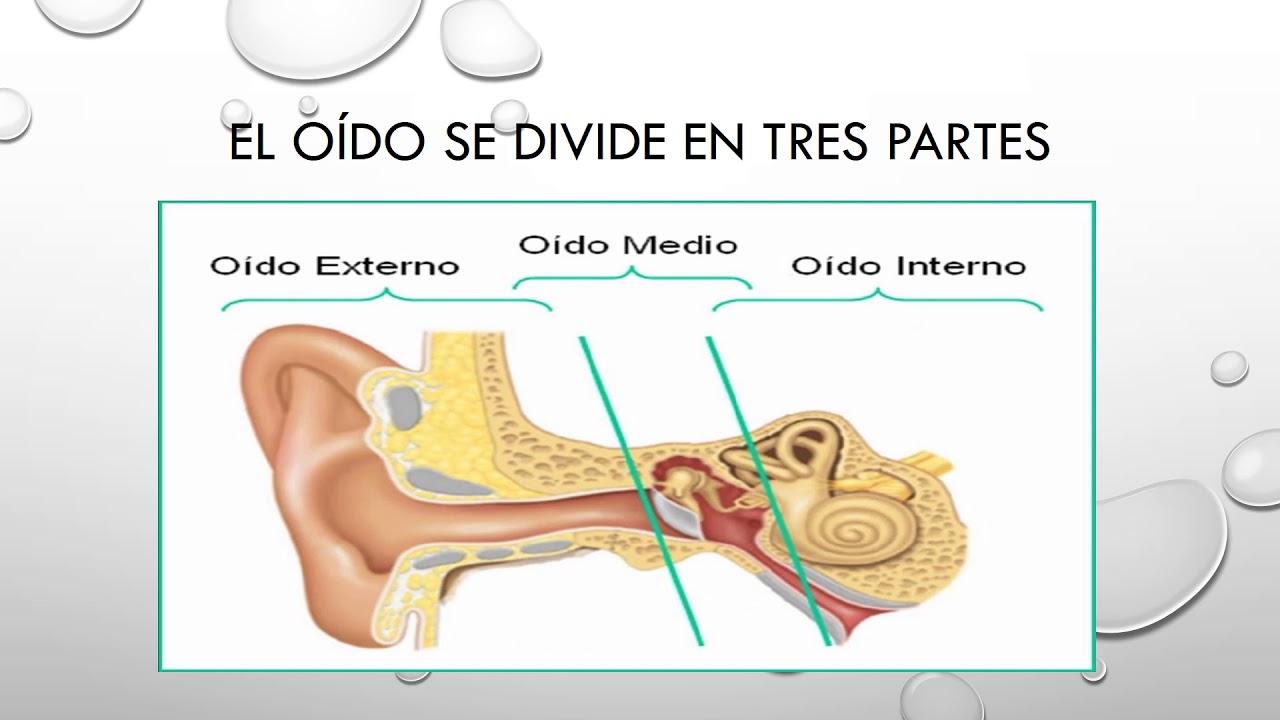 video dia 17 el oido - YouTube