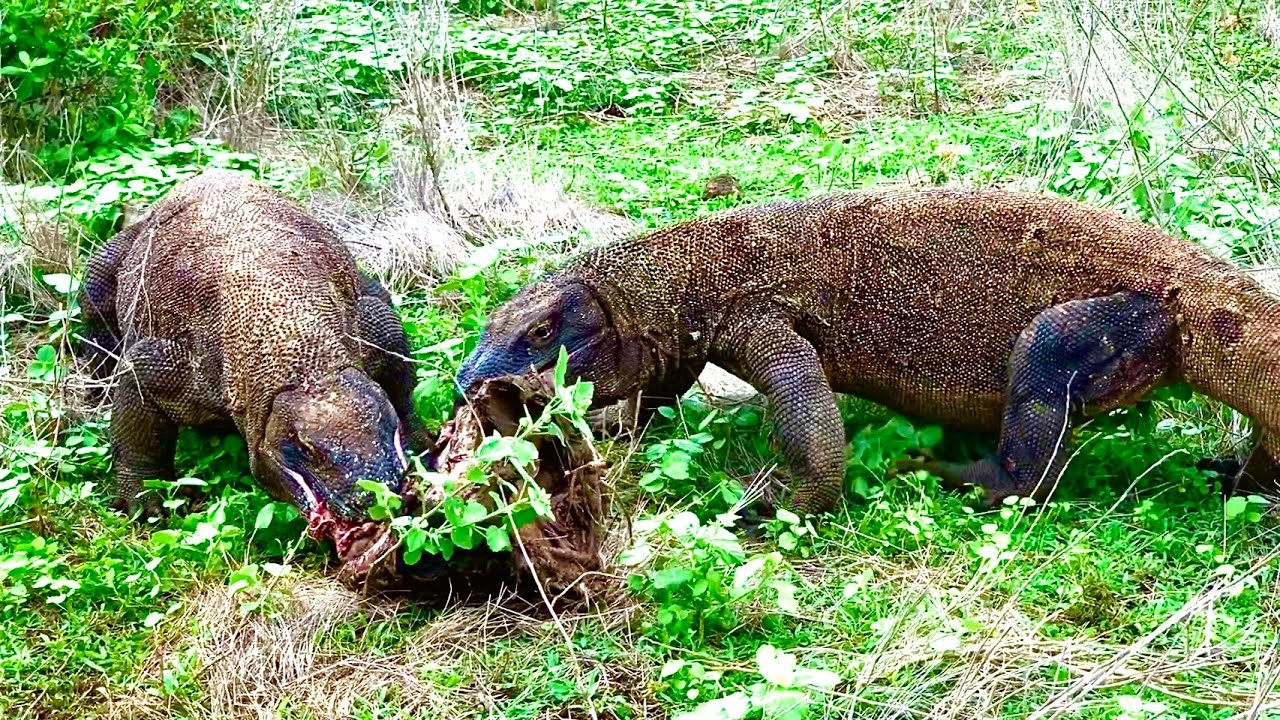 Who is the last of us to finish this goat meat - Komodo Dragon Eating ...