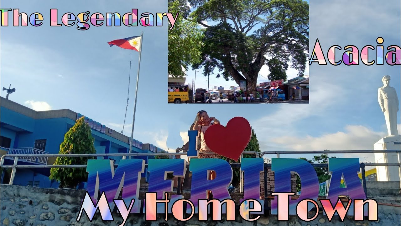The Legendary Acacia Tree in Merida Leyte || My Home Town ...