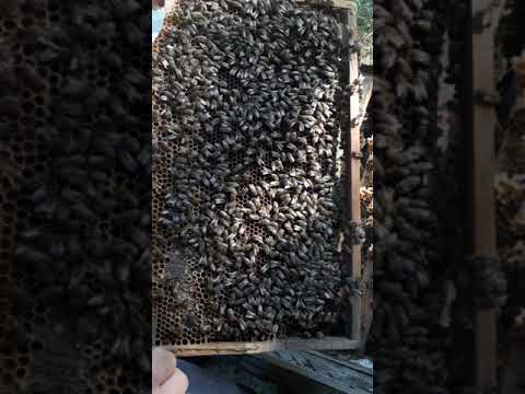 Kendi transferim olan ana arıların çalışma durumları 🐝maşallah bu ırkı seviyorum ♥️