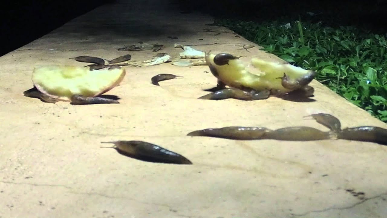 Slugs Eating a Apple - YouTube