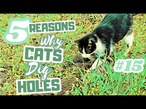 Unraveling the Mystery: 5 Fascinating Reasons Why Cats Dig Holes! - YouTube