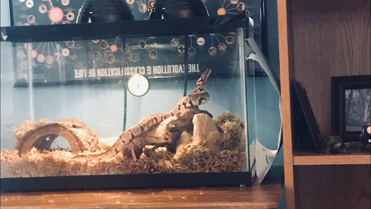 My ball pythons got an extreme makeover(fish tank updates) - YouTube