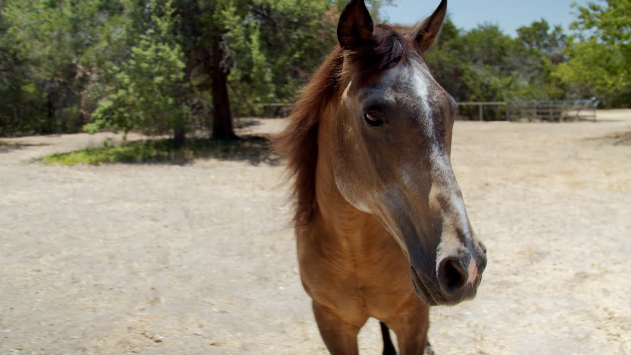 Tanner's Story - YouTube