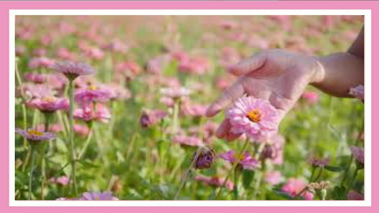 Taman Bunga Krisan Warna Merah Jambu - YouTube