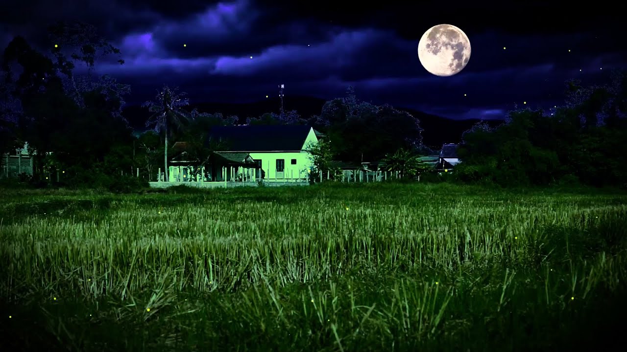 Swamp Sounds at Night - Crickets, Forest Nature Sounds, Sounds for ...