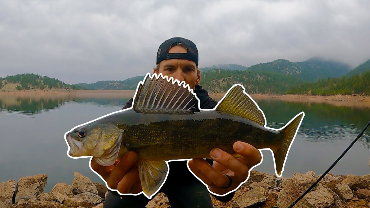 How to Fish for Wild Colorado Walleye in Man Made Reservoirs and Lakes ...