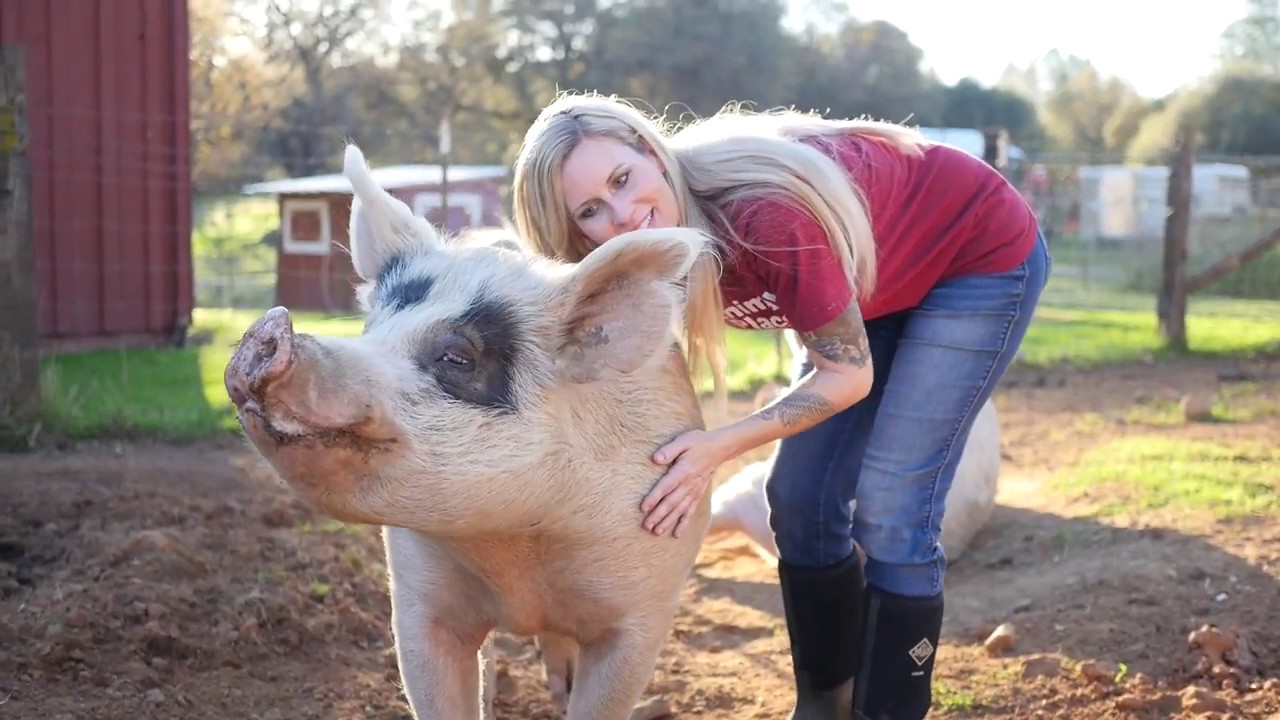 Rescued Pigs 🐷☀️ Guaranteed to Brighten Your Day! - YouTube